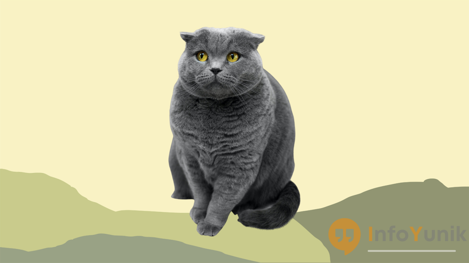 Harga Kucing British Shorthair Abu Abu