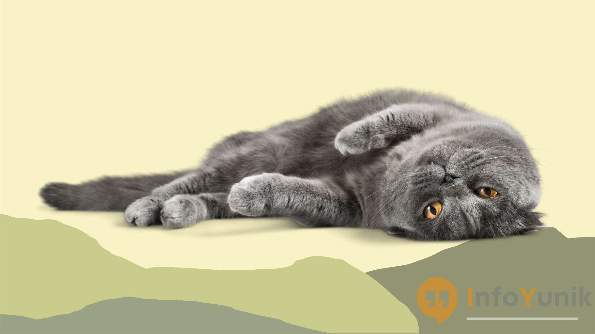 Harga Kucing British Shorthair Abu Abu